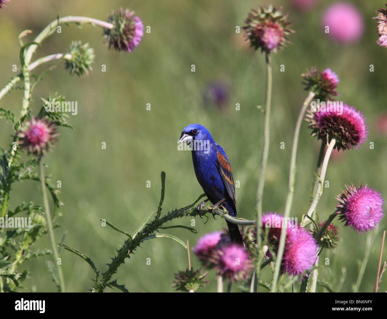 blue grosbeak male thistle flower ohio Stock Photo - Alamy
