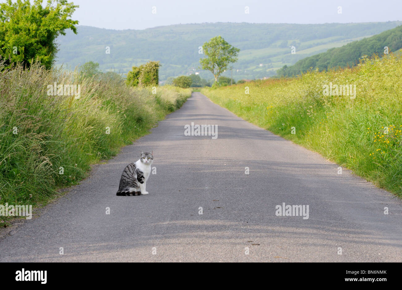 Cocklake hi-res stock photography and images - Alamy