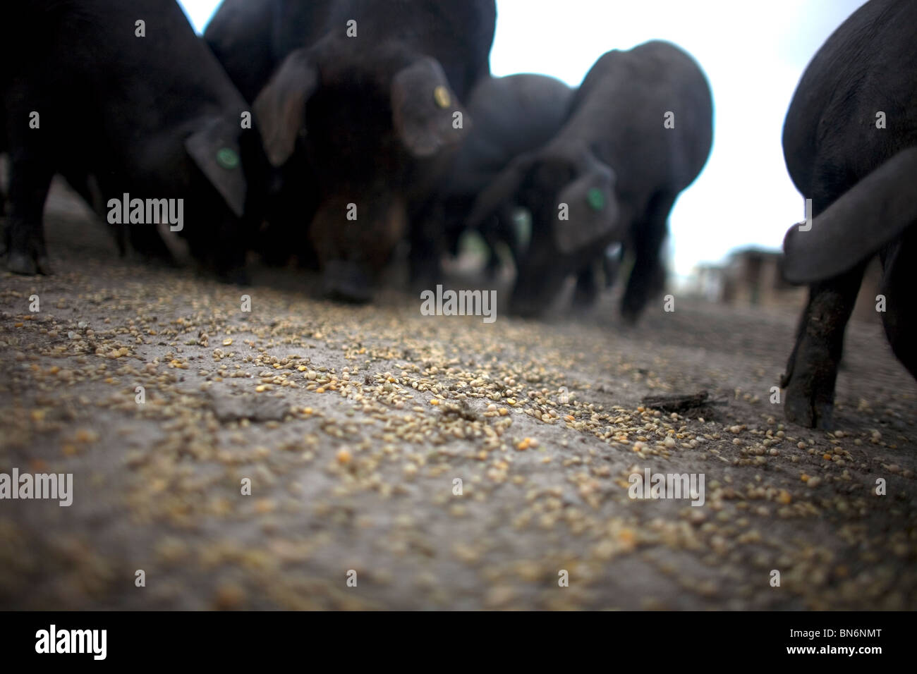 Spanish Iberian pigs eat grain on a farm in Prado del Rey, Sierra de ...