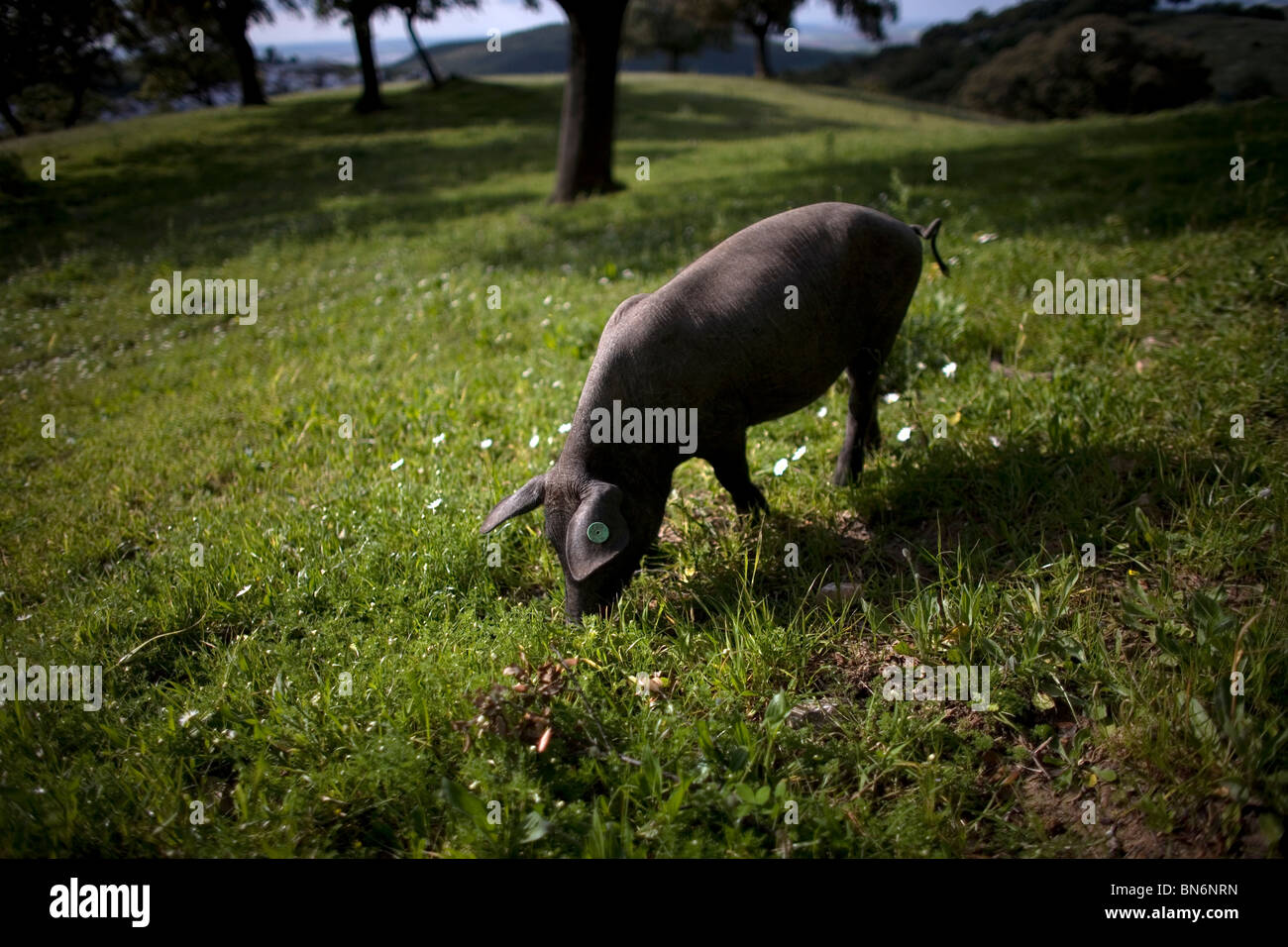 Sierra de foot hi-res stock photography and images - Alamy