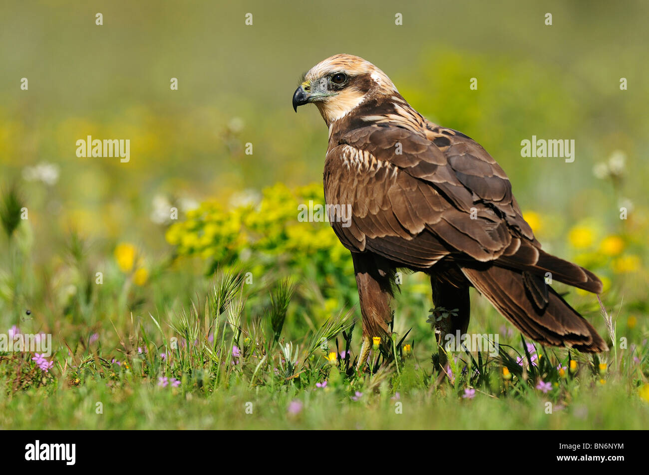 Female marsh harrier circus aeroginosus hi-res stock photography and ...