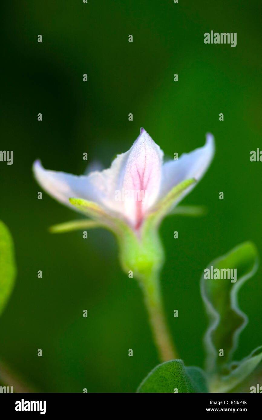 White flower with green background Stock Photo - Alamy