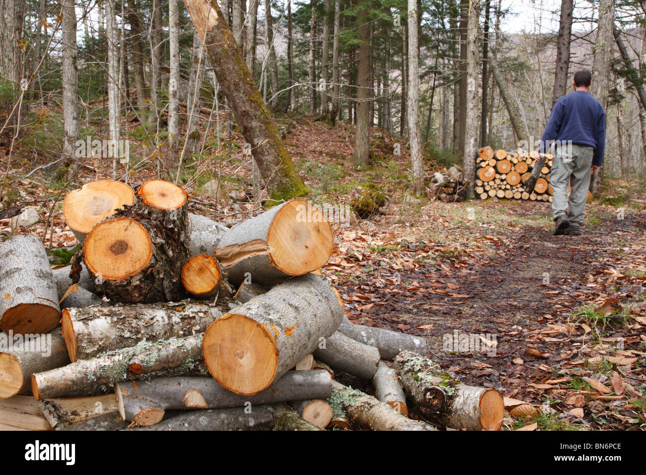 Man stacking freshly cut hardwood in New Hampshire USA Stock Photo - Alamy