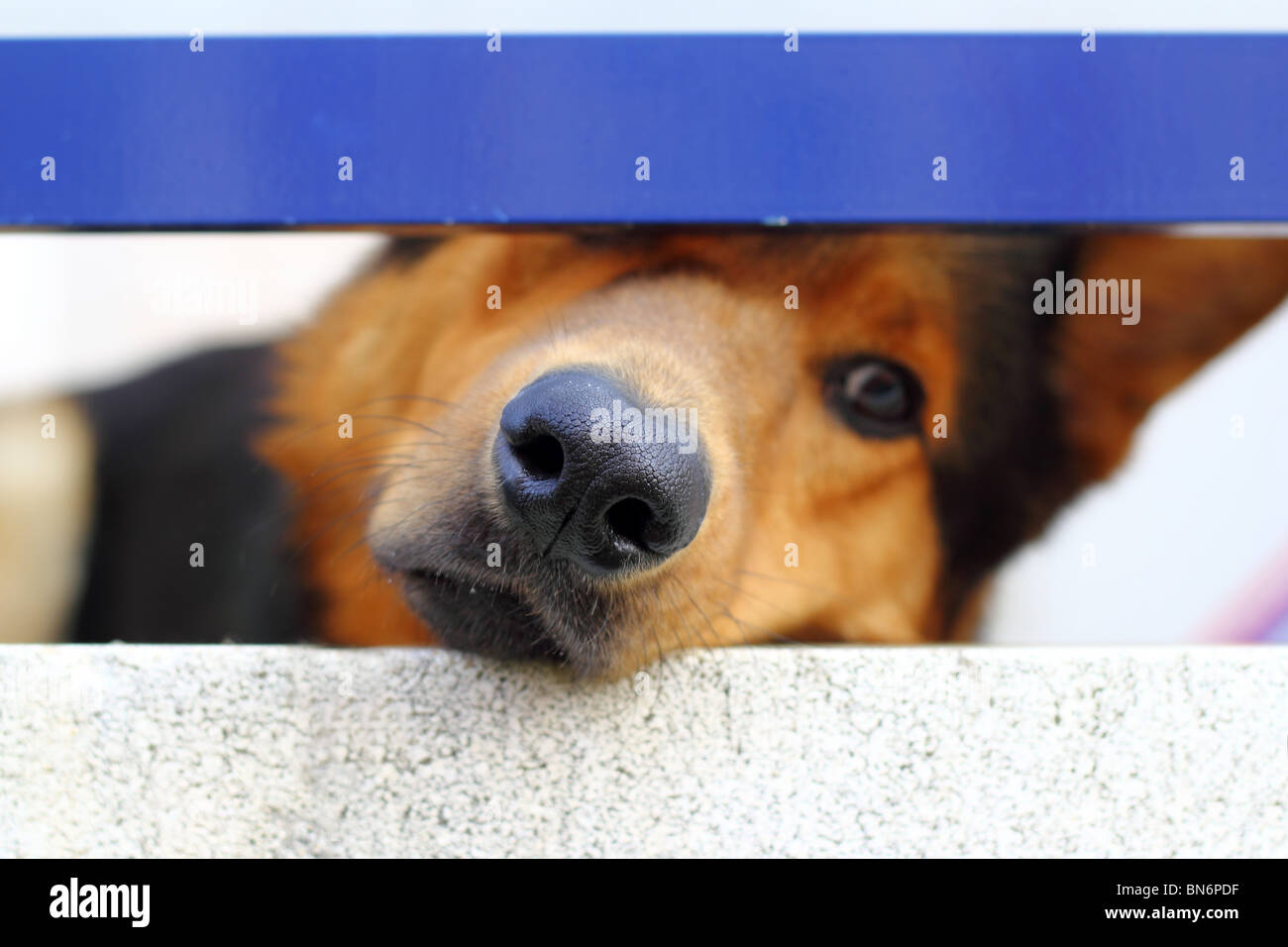 alone sad dog muzzle portrait looking little balcony window hole Stock ...