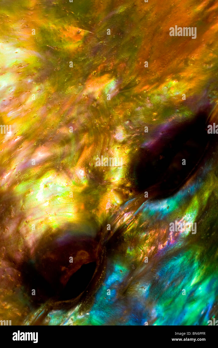Paua shell abalone hi-res stock photography and images - Alamy