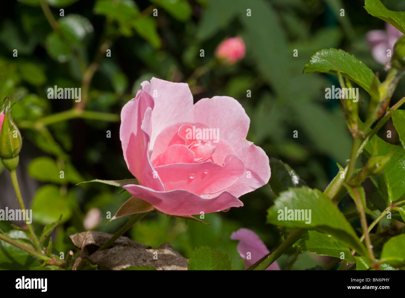 Pink floribunda rose "Queen Mother Stock Photo - Alamy