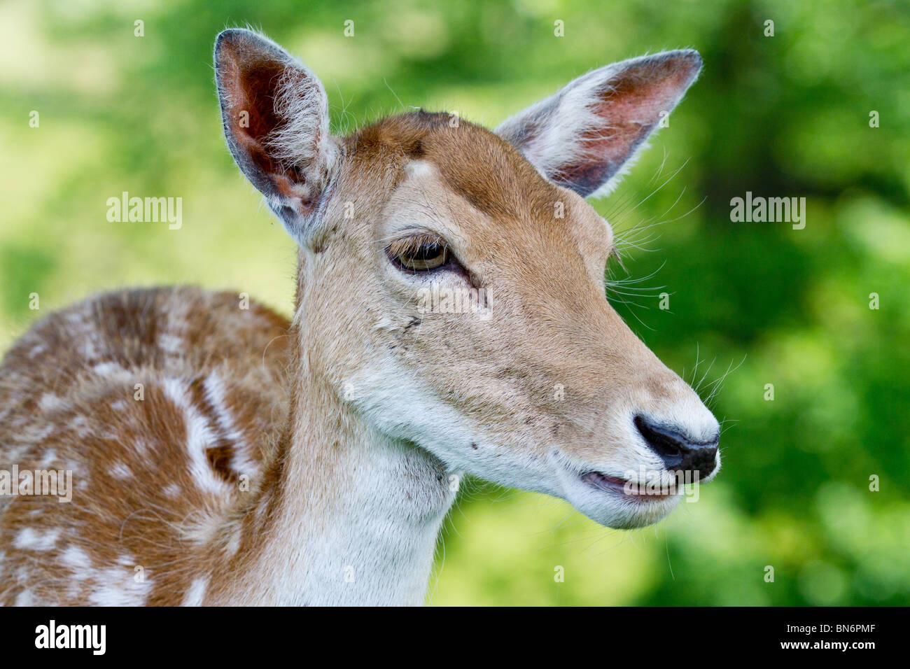 portrait of a doe fallow deer Stock Photo - Alamy