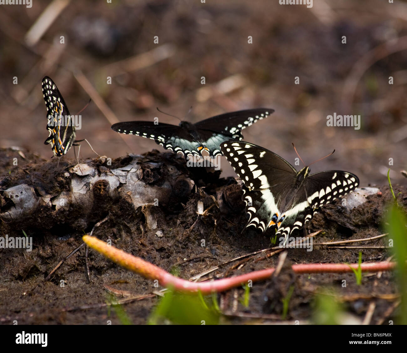 Monarch butterflies flying hi-res stock photography and images - Alamy