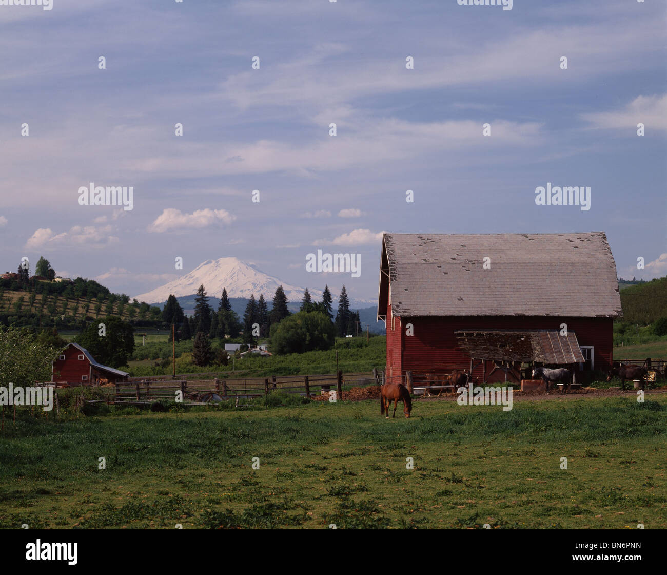 Mount Adams from Farm, OR Stock Photo - Alamy