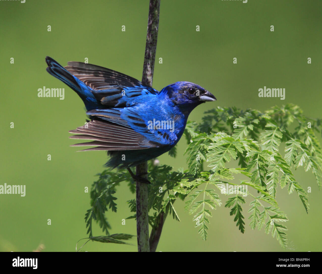 Indigo Bunting High Resolution Stock Photography and Images - Alamy