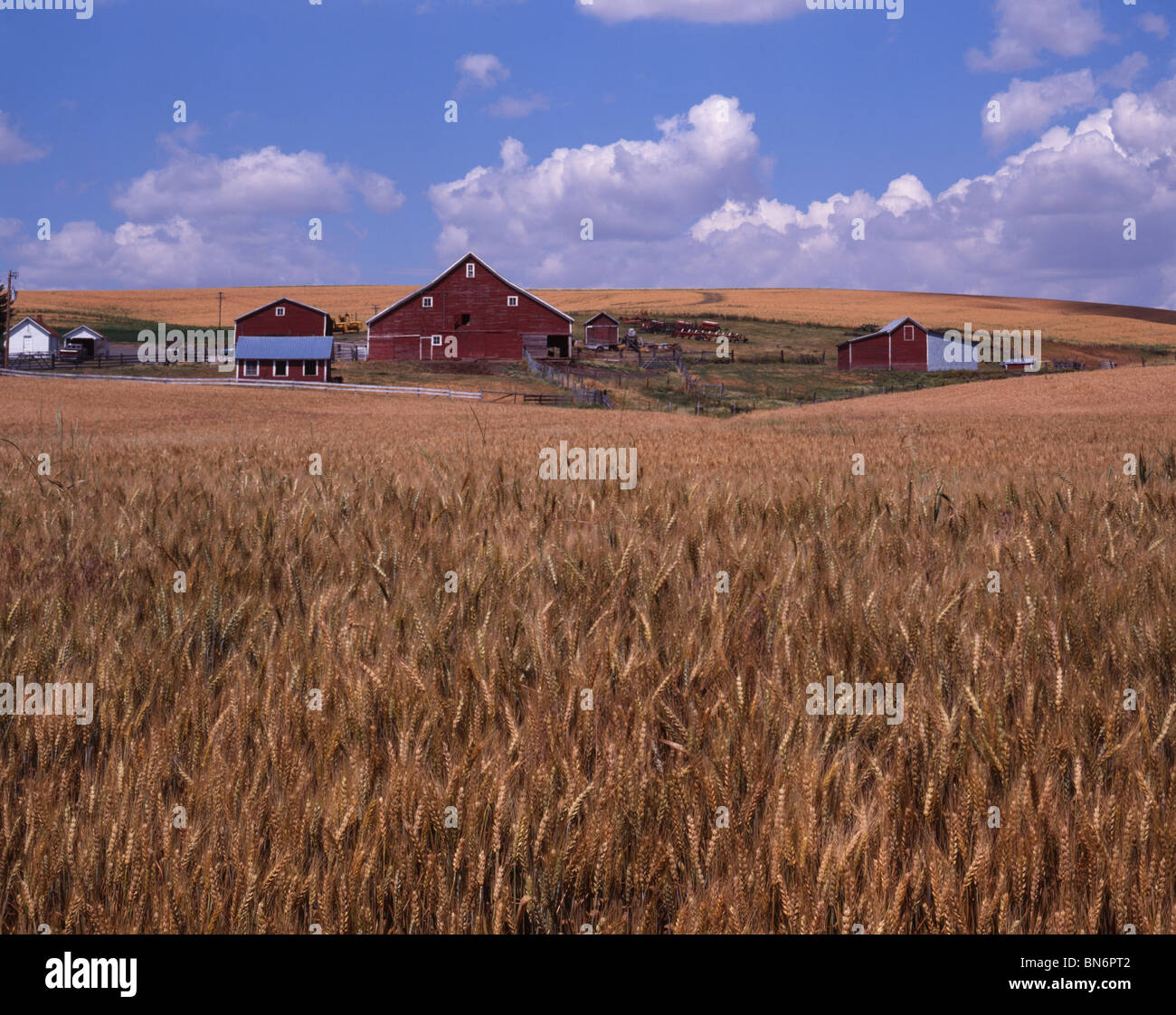 Wheat Farm, WA Stock Photo - Alamy
