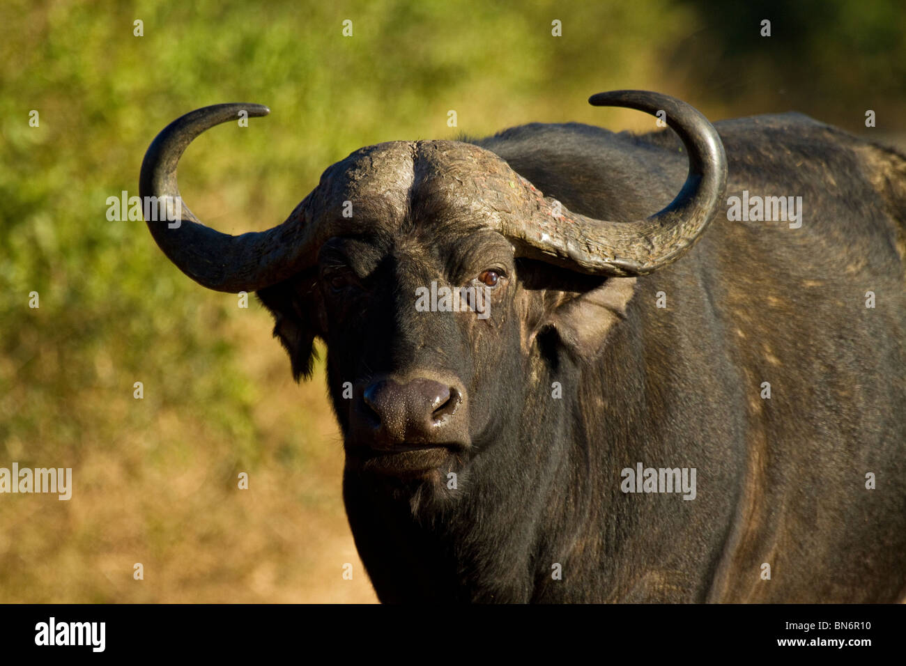 Male buffalo staring back in Hluhluwe Park Stock Photo - Alamy
