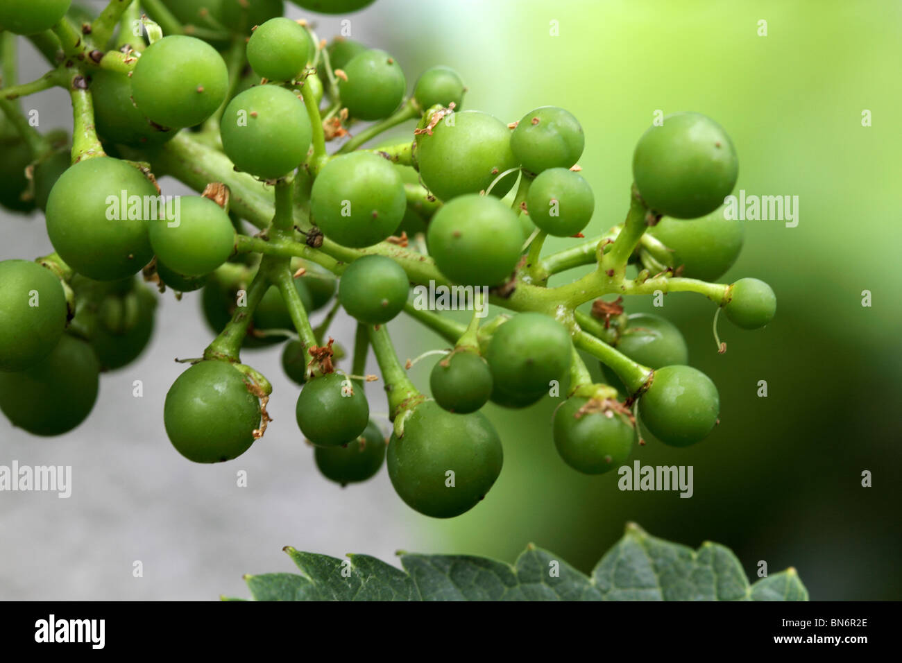 Early season grape vines hi-res stock photography and images - Alamy