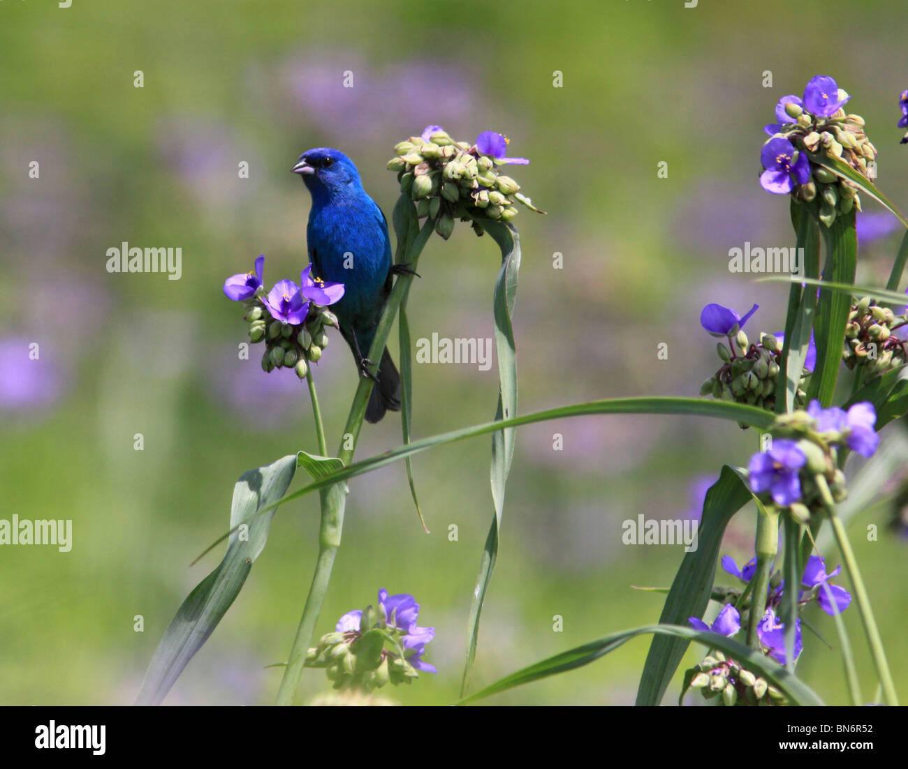 Indigo bunting hi-res stock photography and images - Alamy