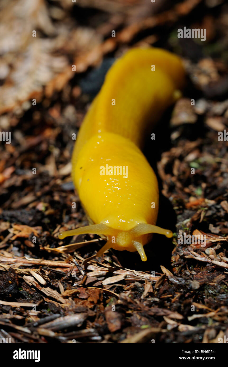 Stock photo of a banana slug crawling across the forest floor Stock ...