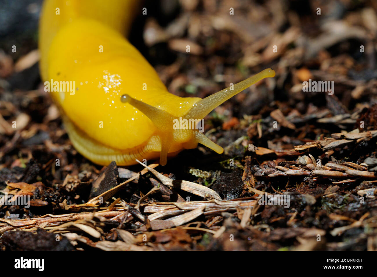 Stock photo of a banana slug crawling across the forest floor Stock ...