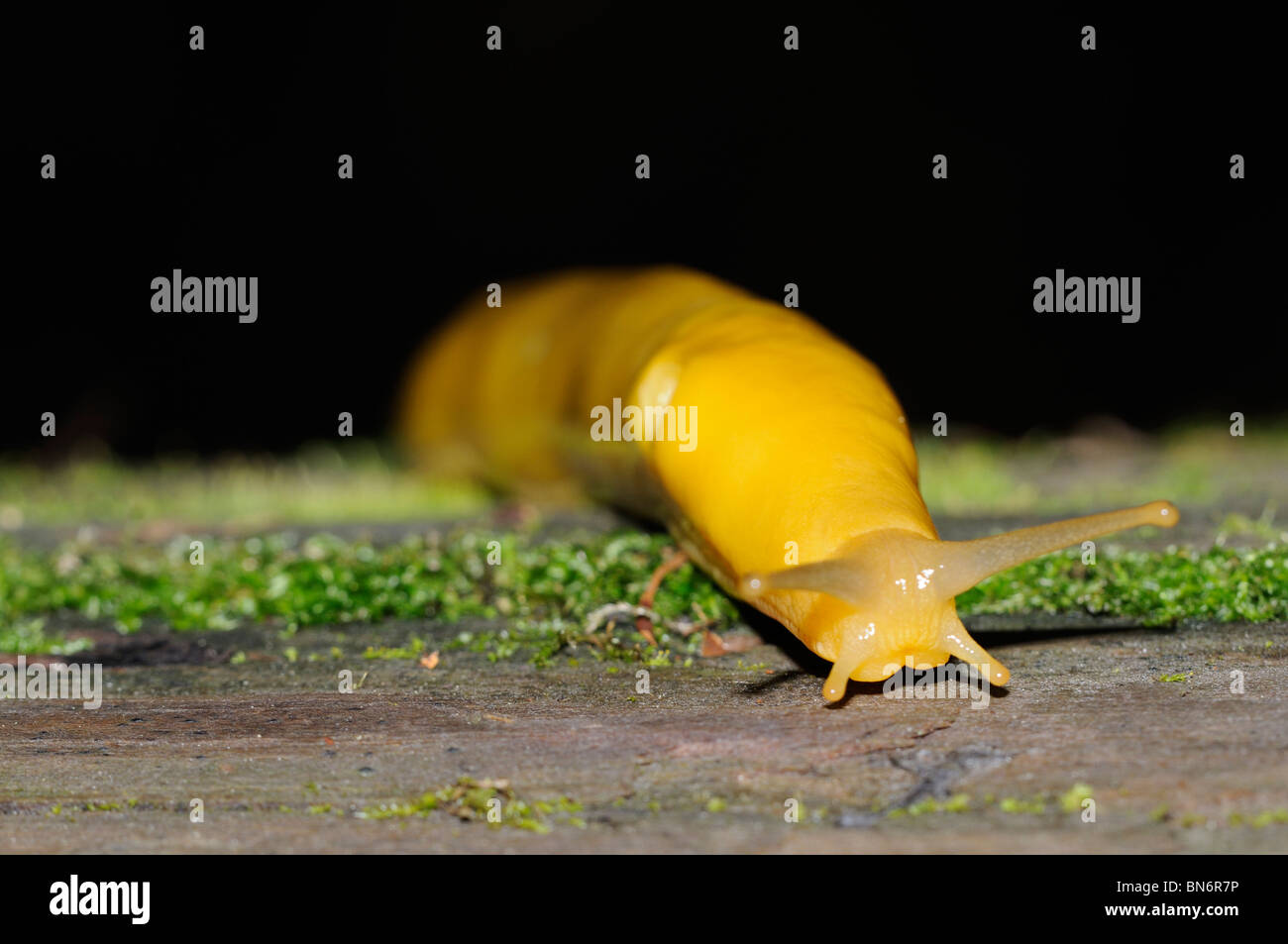 Redwood log hi-res stock photography and images - Alamy