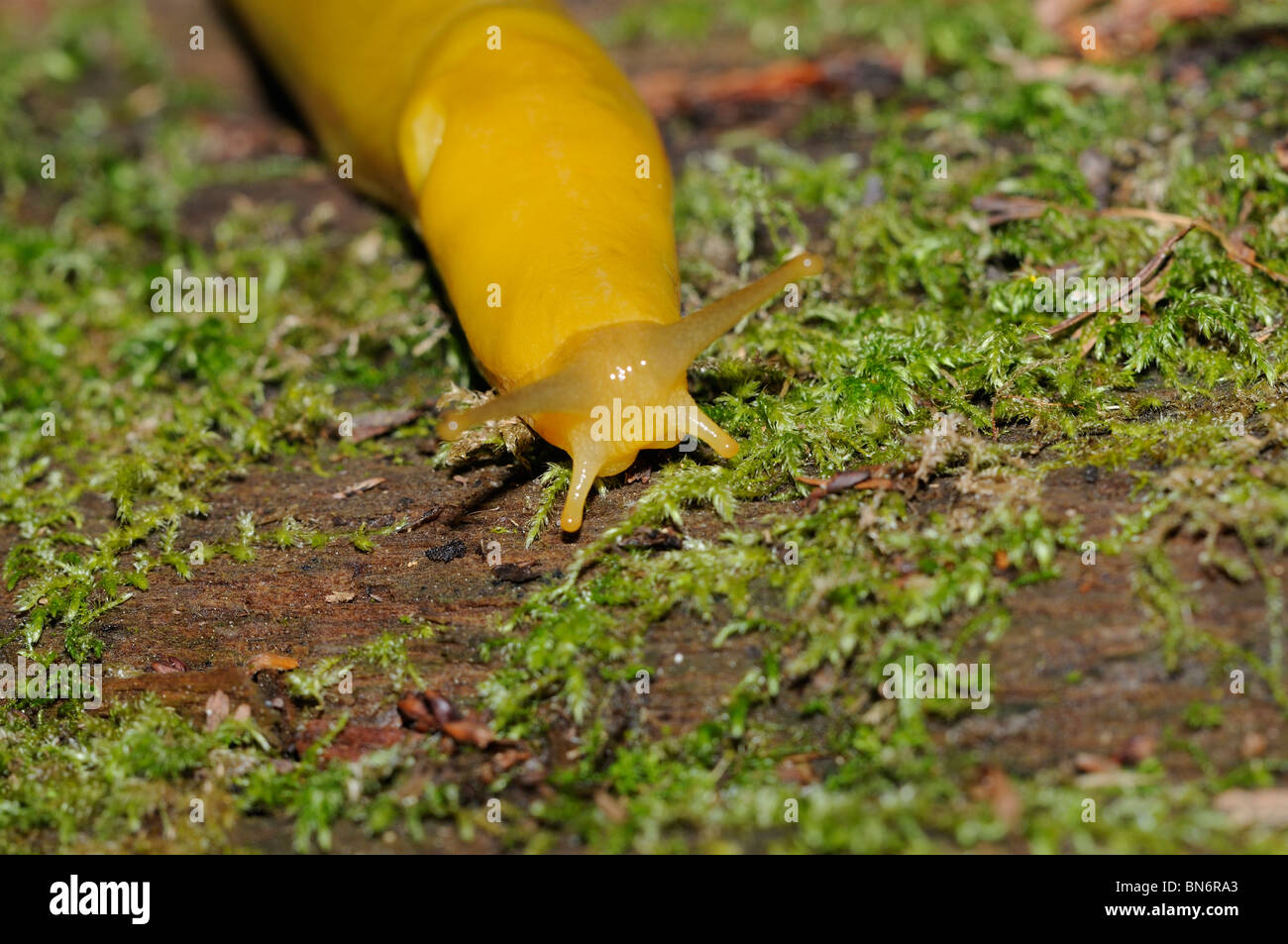 Banana slug on moss hi-res stock photography and images - Alamy