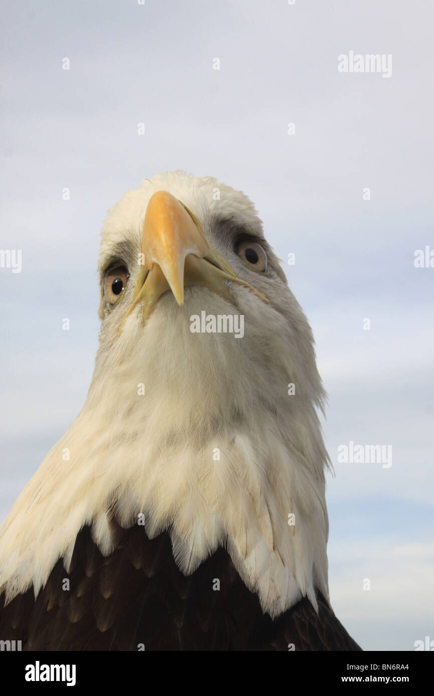 Eagle head hi-res stock photography and images - Alamy