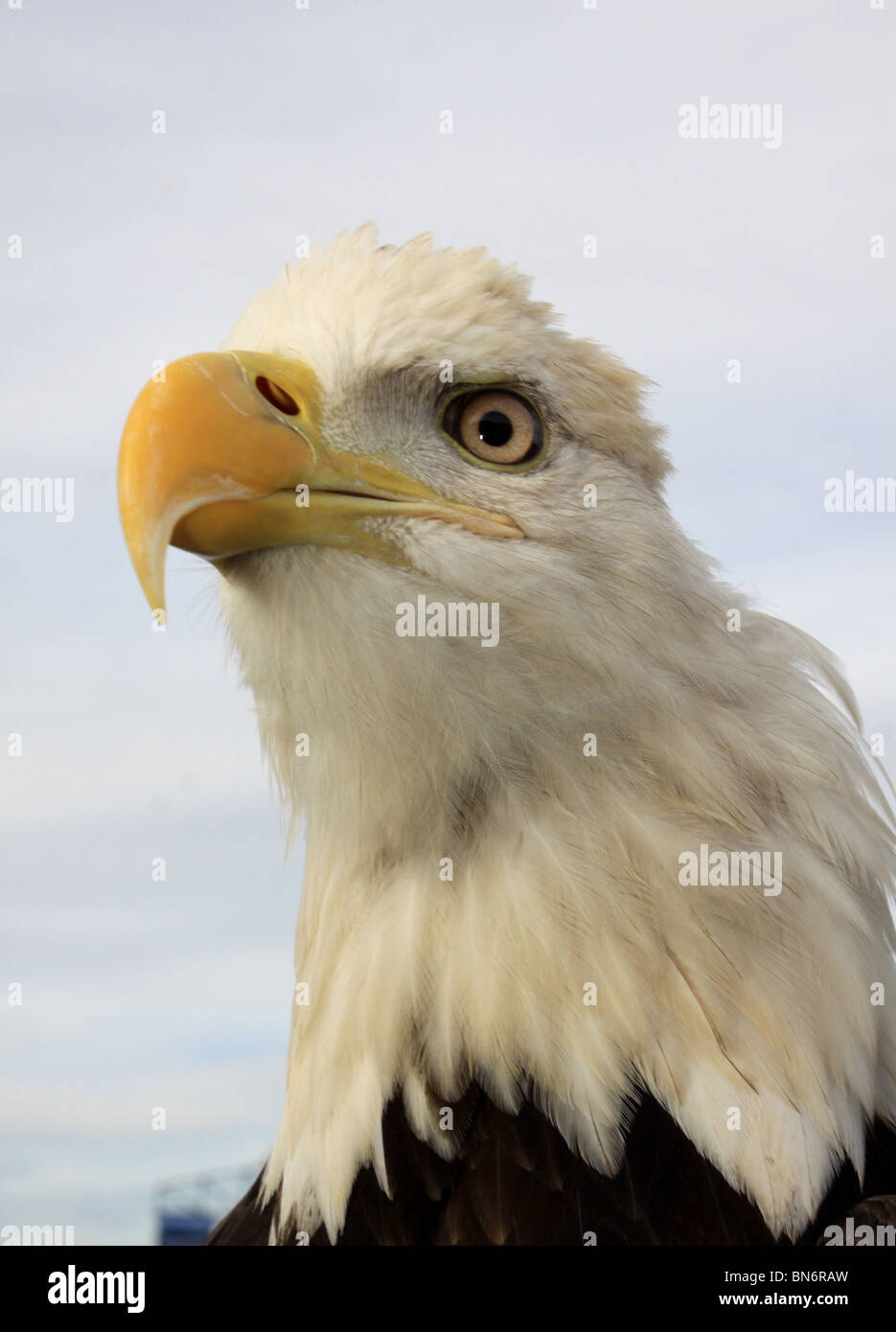 Bald eagle head hi-res stock photography and images - Alamy