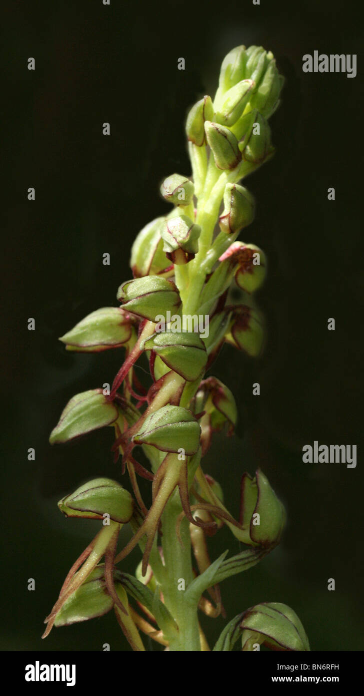 Man orchid orchis anthropophora hi-res stock photography and images - Alamy