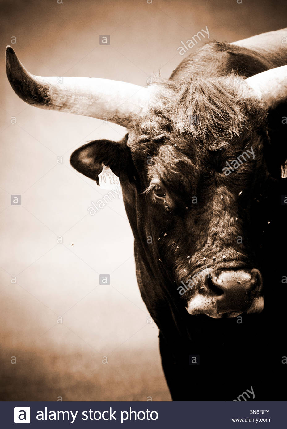 White Oxen With Horns High Resolution Stock Photography and Images - Alamy