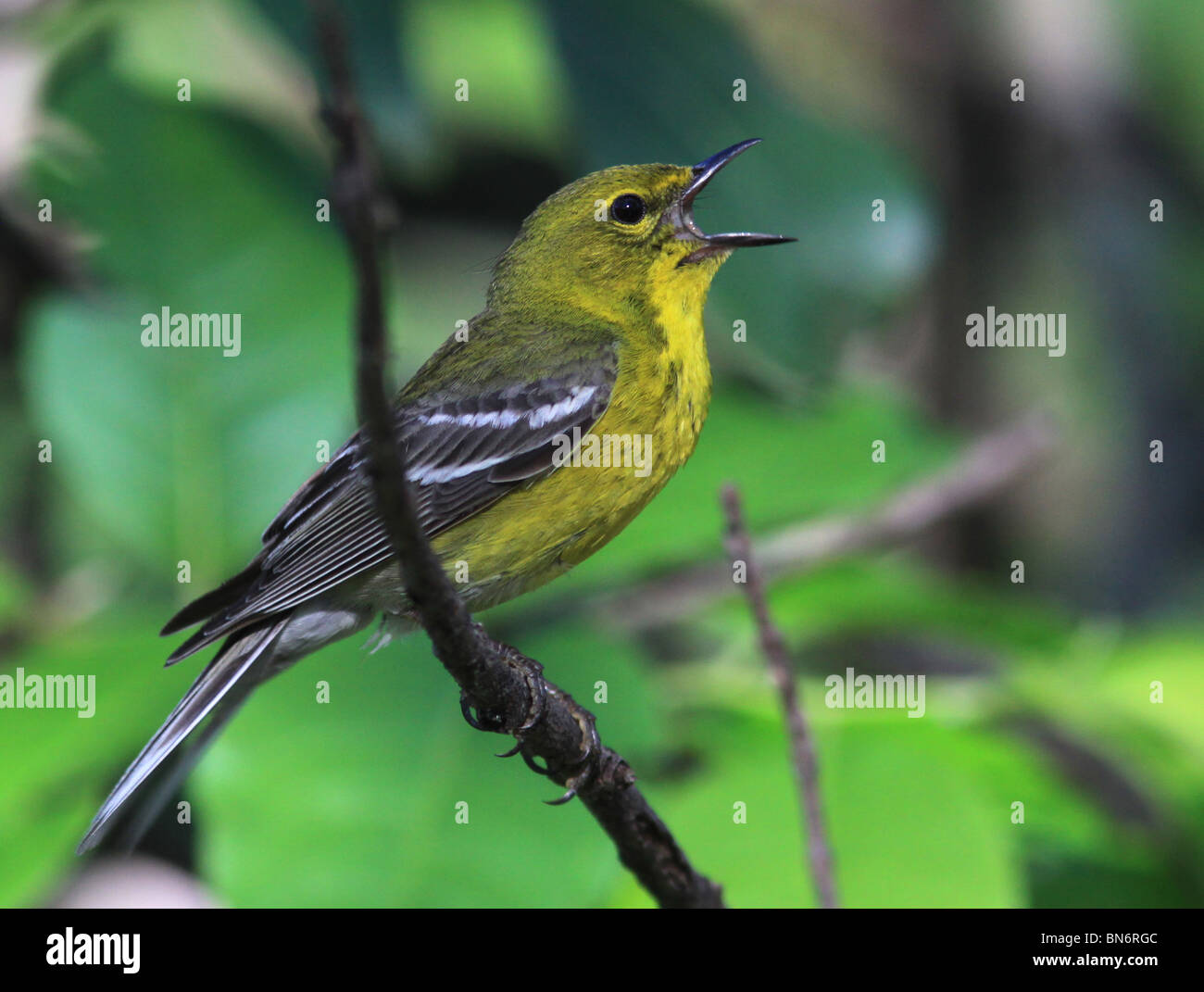 pine warbler singing Stock Photo - Alamy
