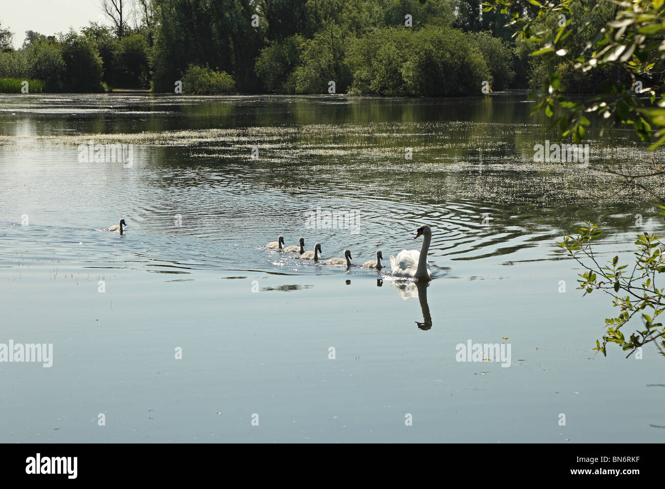 Mother swan with cygnets Keep up number Six Milton Stock Photo - Alamy
