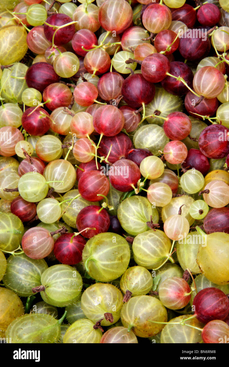 Gooseberry bush basket hi-res stock photography and images - Alamy