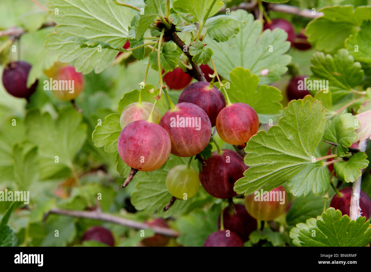 Gooseberries on gooseberry bush hi-res stock photography and images - Alamy