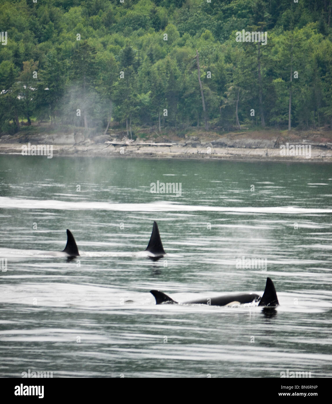 Bc Orca Stock Photos & Bc Orca Stock Images - Alamy
