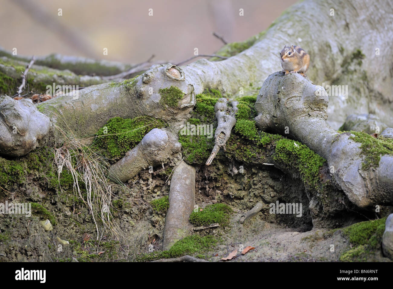 Chipmunk den hi-res stock photography and images - Alamy