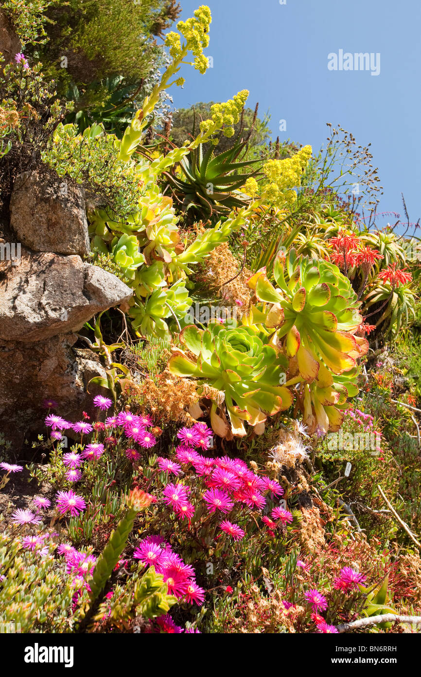 Tresco abbey gardens hi-res stock photography and images - Alamy