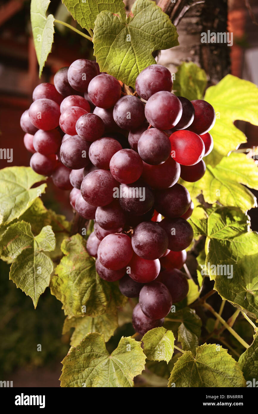ripe red grape in vineyard Stock Photo - Alamy