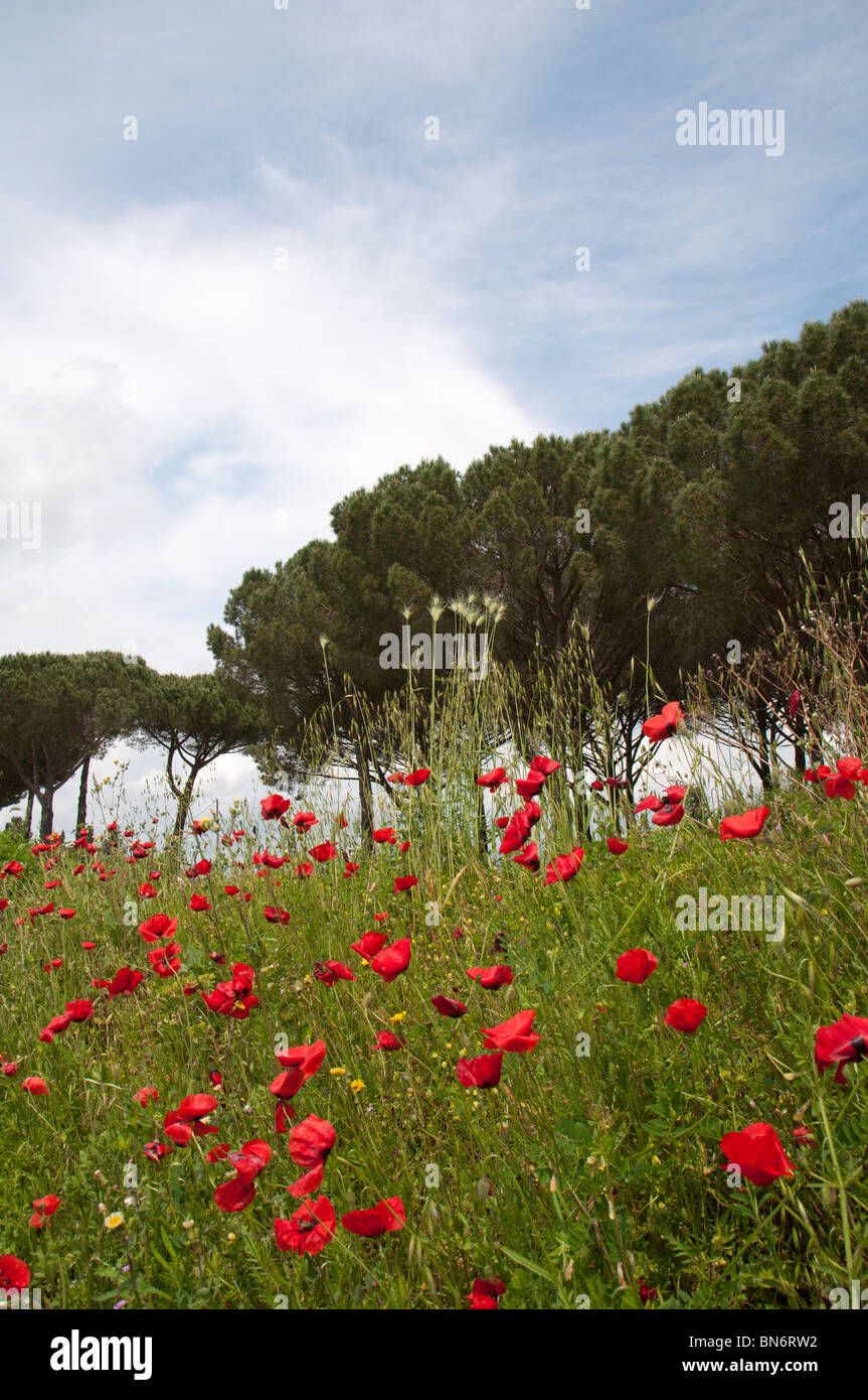 Umbrella Pine (Pinus pinea) and Poppies Stock Photo - Alamy