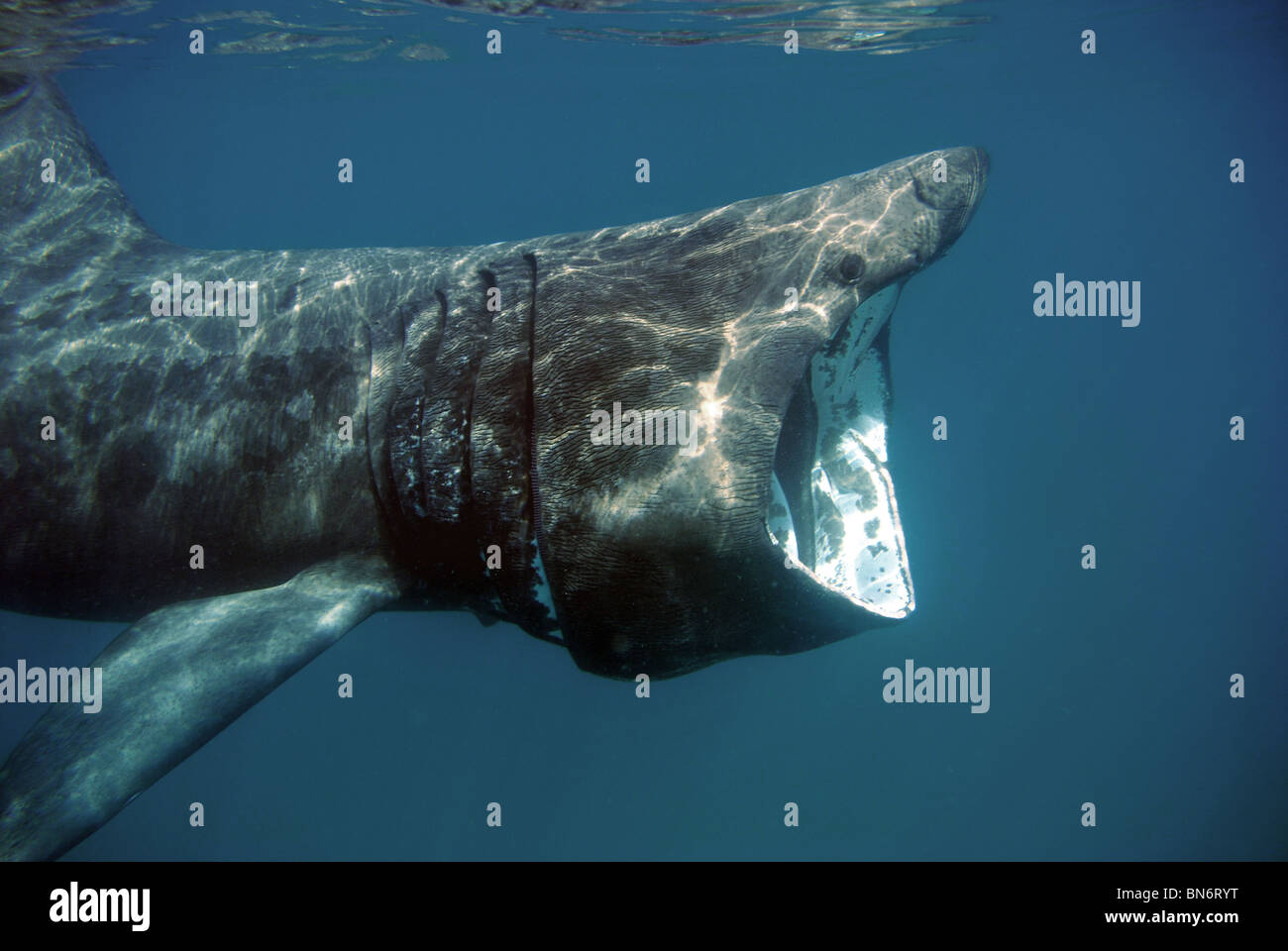 Basking shark gorging on Plankton at Sennen Cove, England Stock Photo ...
