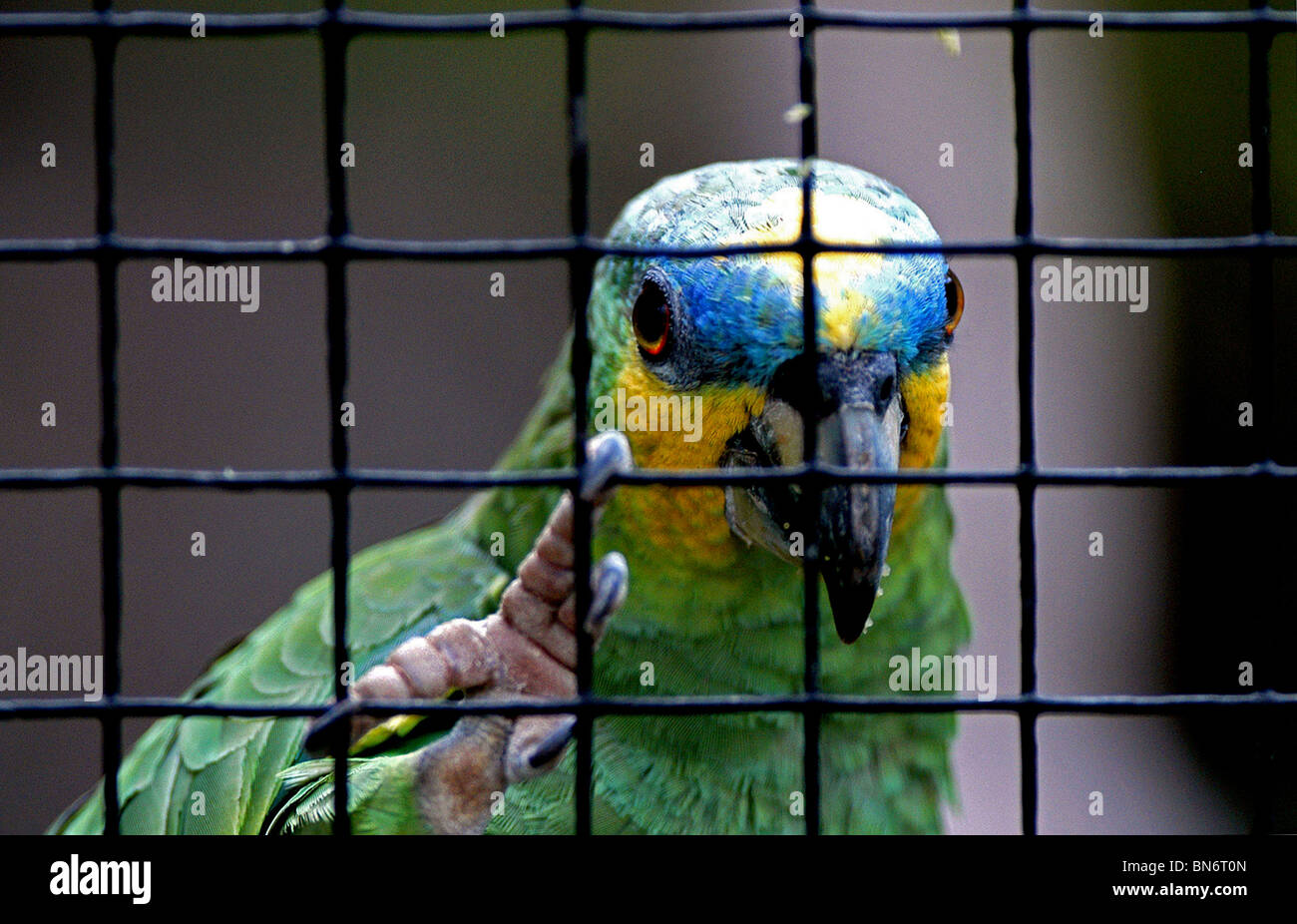 A parrot peers at tourist from inside a cage in East Park in Caracas ...
