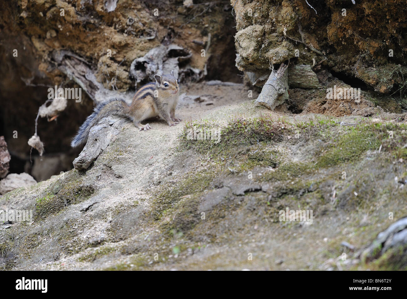Chipmunk den hi-res stock photography and images - Alamy