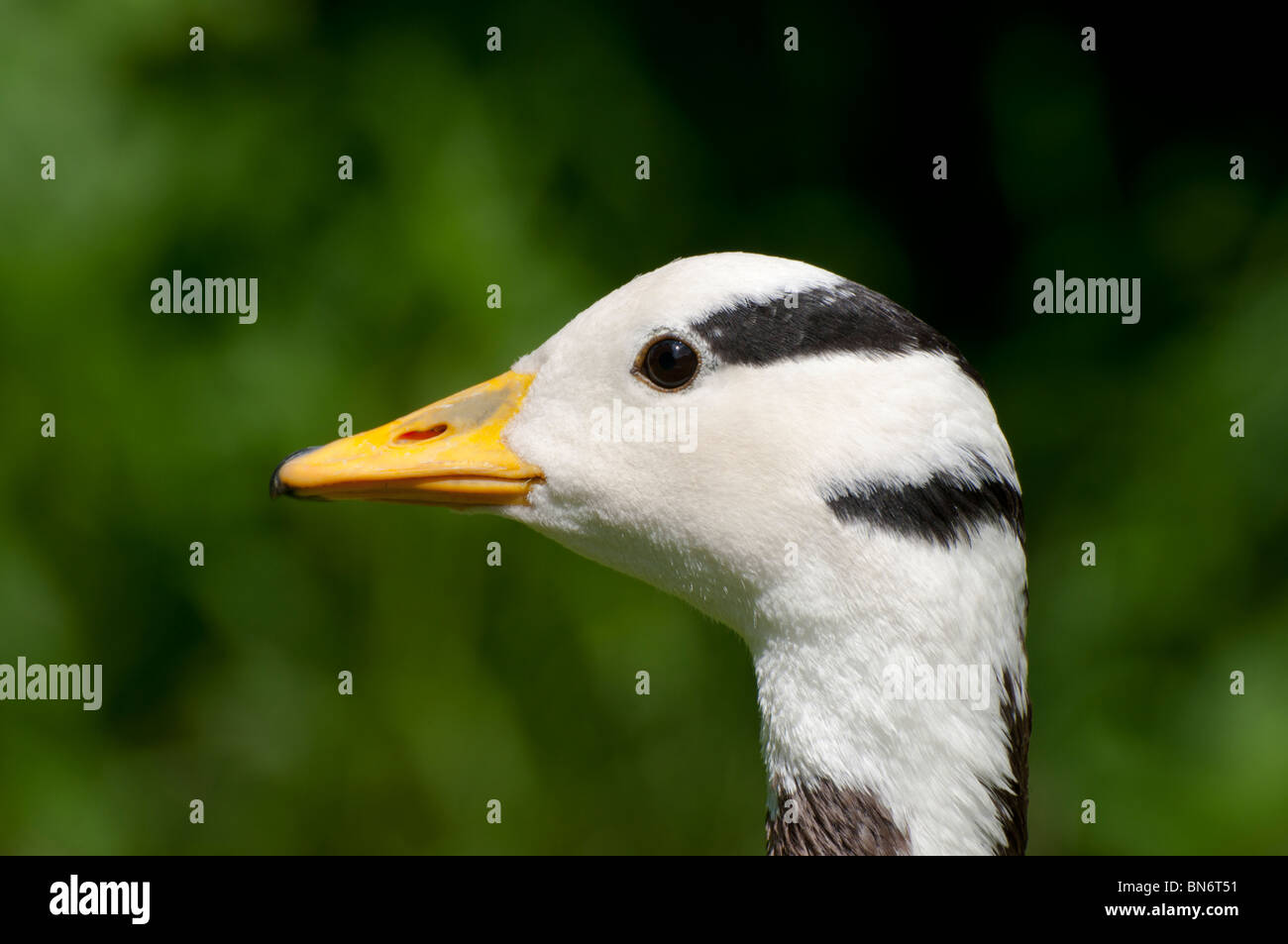 Bar head goose hi-res stock photography and images - Alamy
