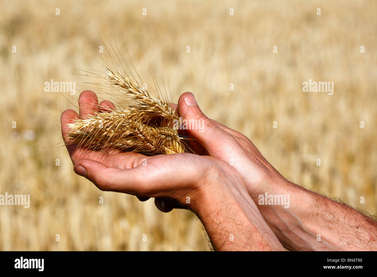 Rye heads in the palms of man Stock Photo - Alamy