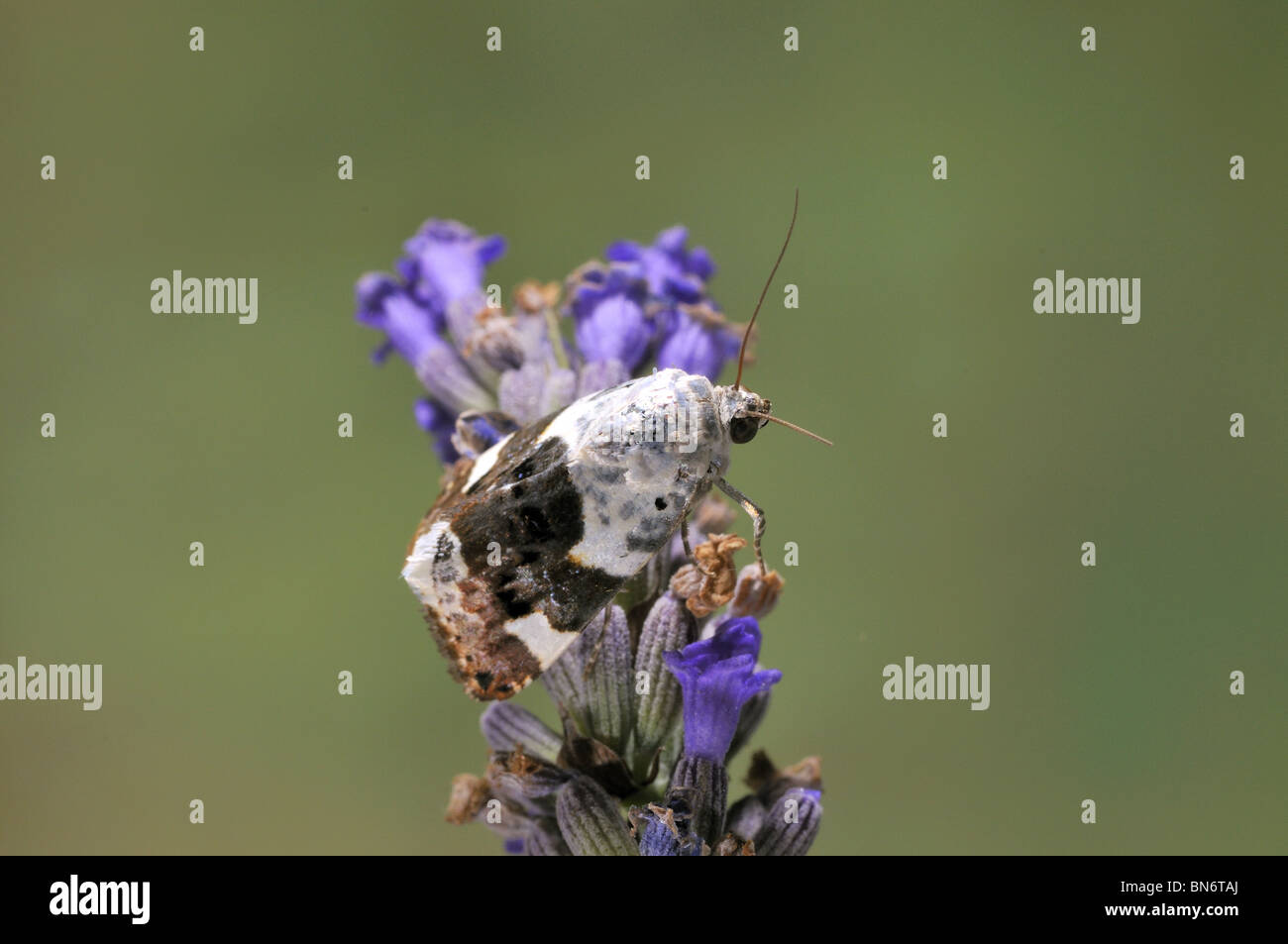 Garden rose tortrix moth hi-res stock photography and images - Alamy