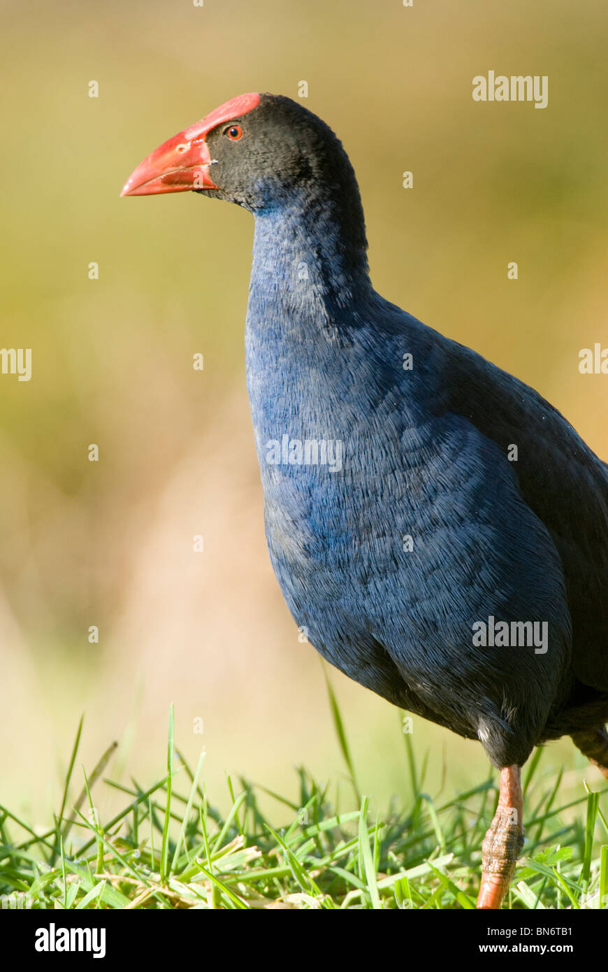 Nz pukeko bird hi-res stock photography and images - Alamy