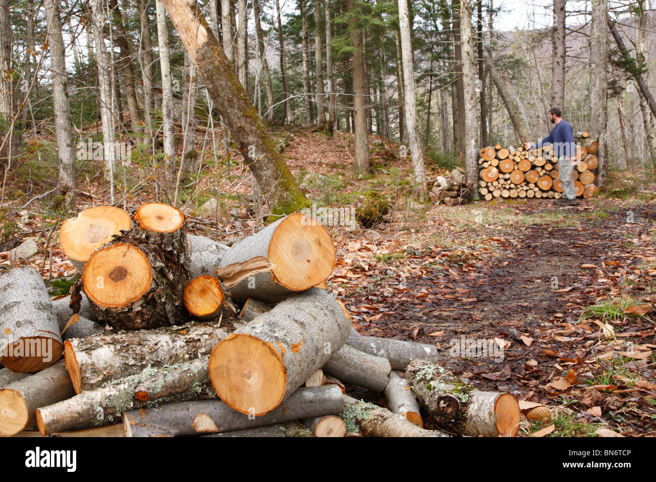 Man stacking freshly cut hardwood in New Hampshire USA Stock Photo - Alamy