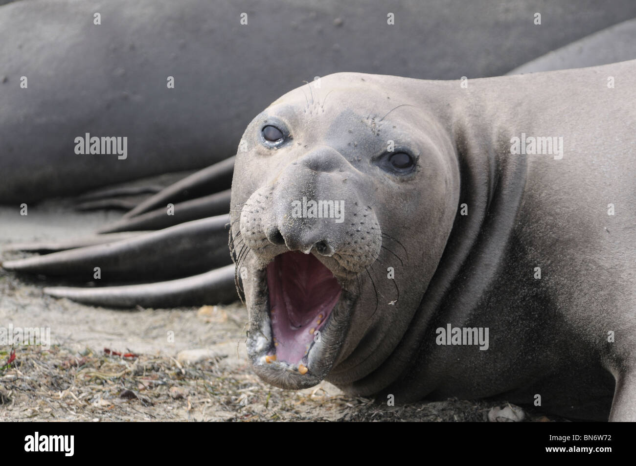 Stock photo of northern elephant seal displaying agressive behavior ...