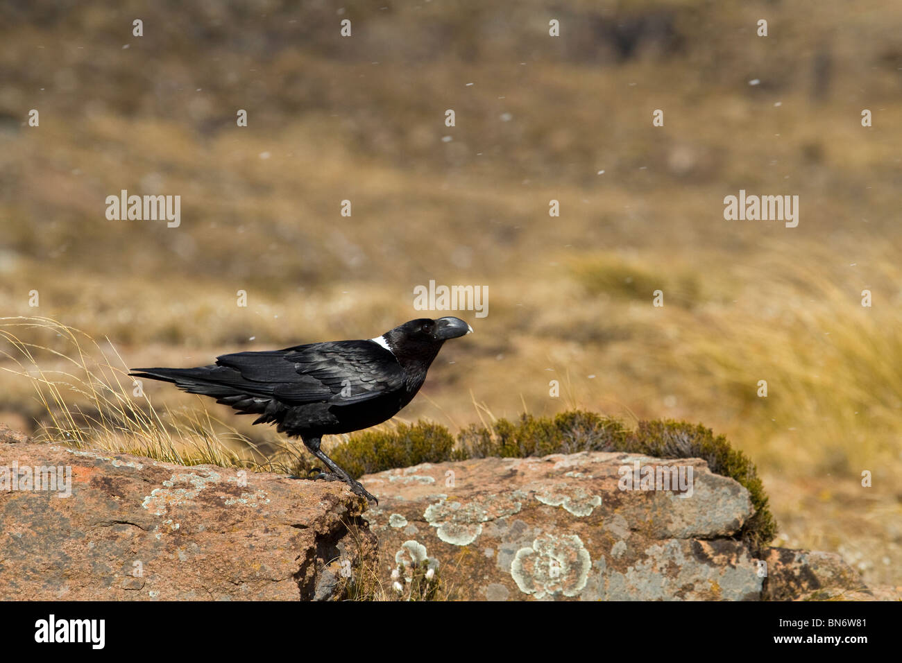 Raven snow hi-res stock photography and images - Alamy