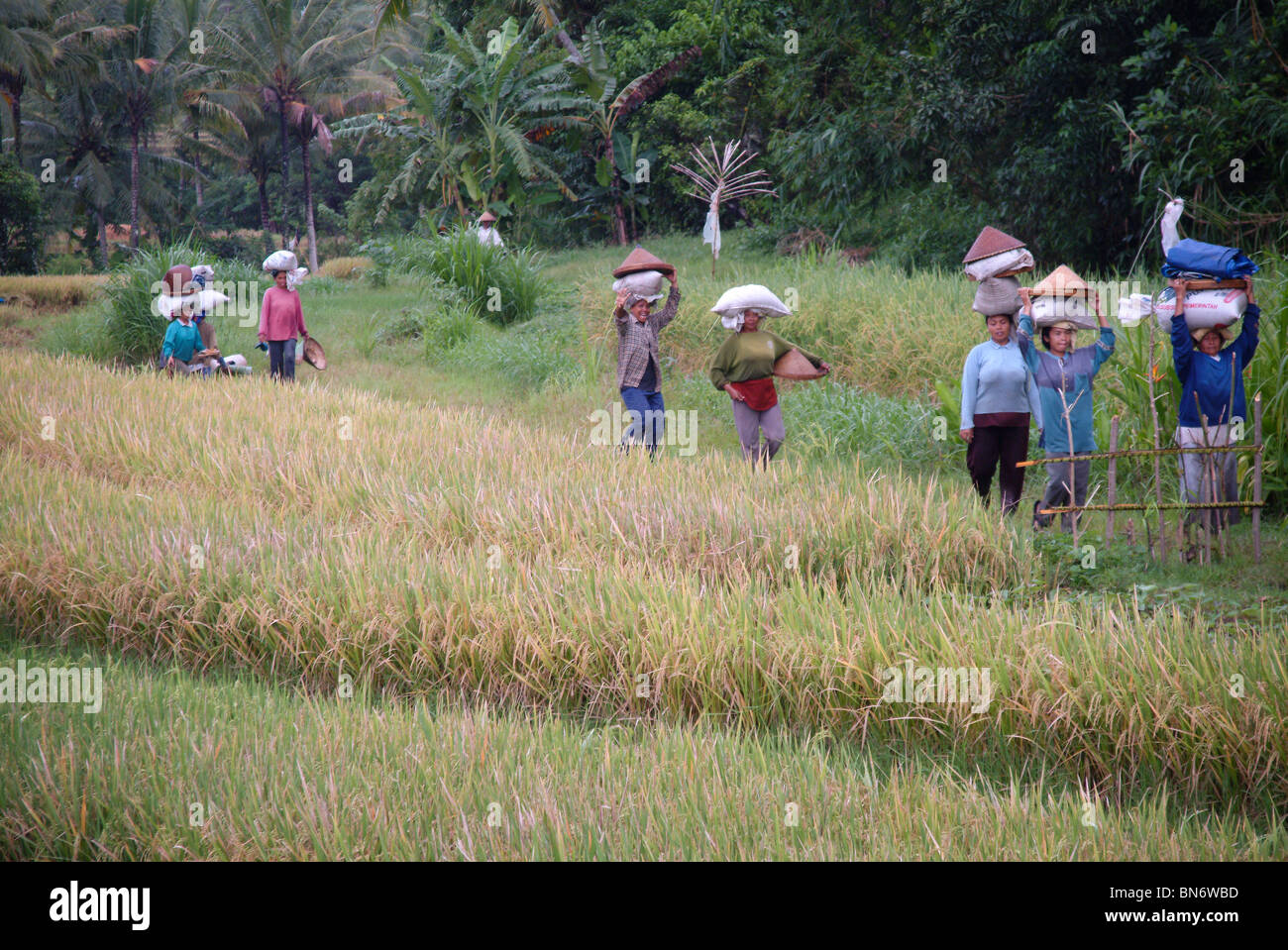 Rice field workers in Bali, Indonesia, end the long hard day by ...