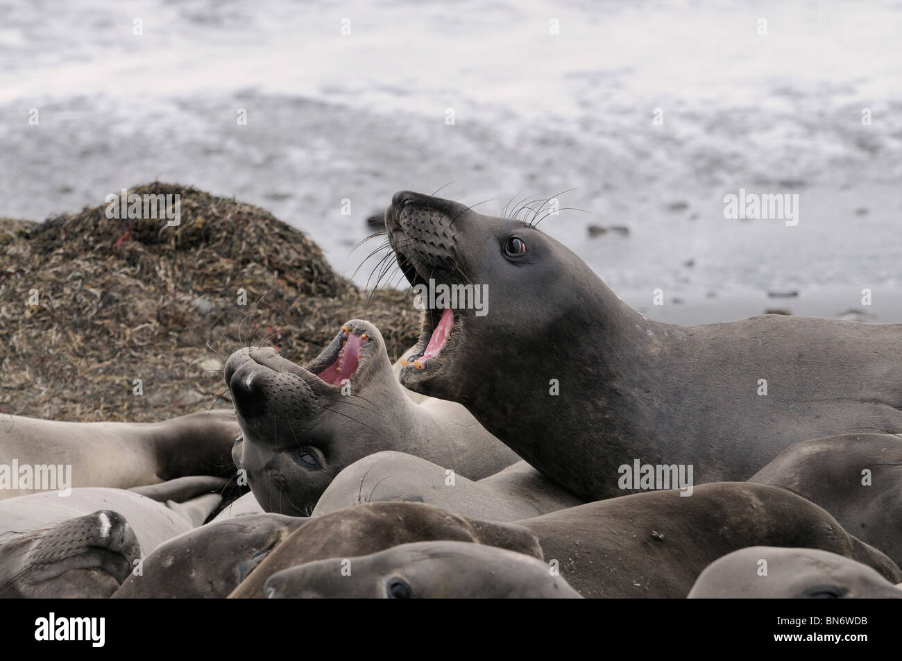 Stock photo of northern elephant seal displaying agressive behavior ...