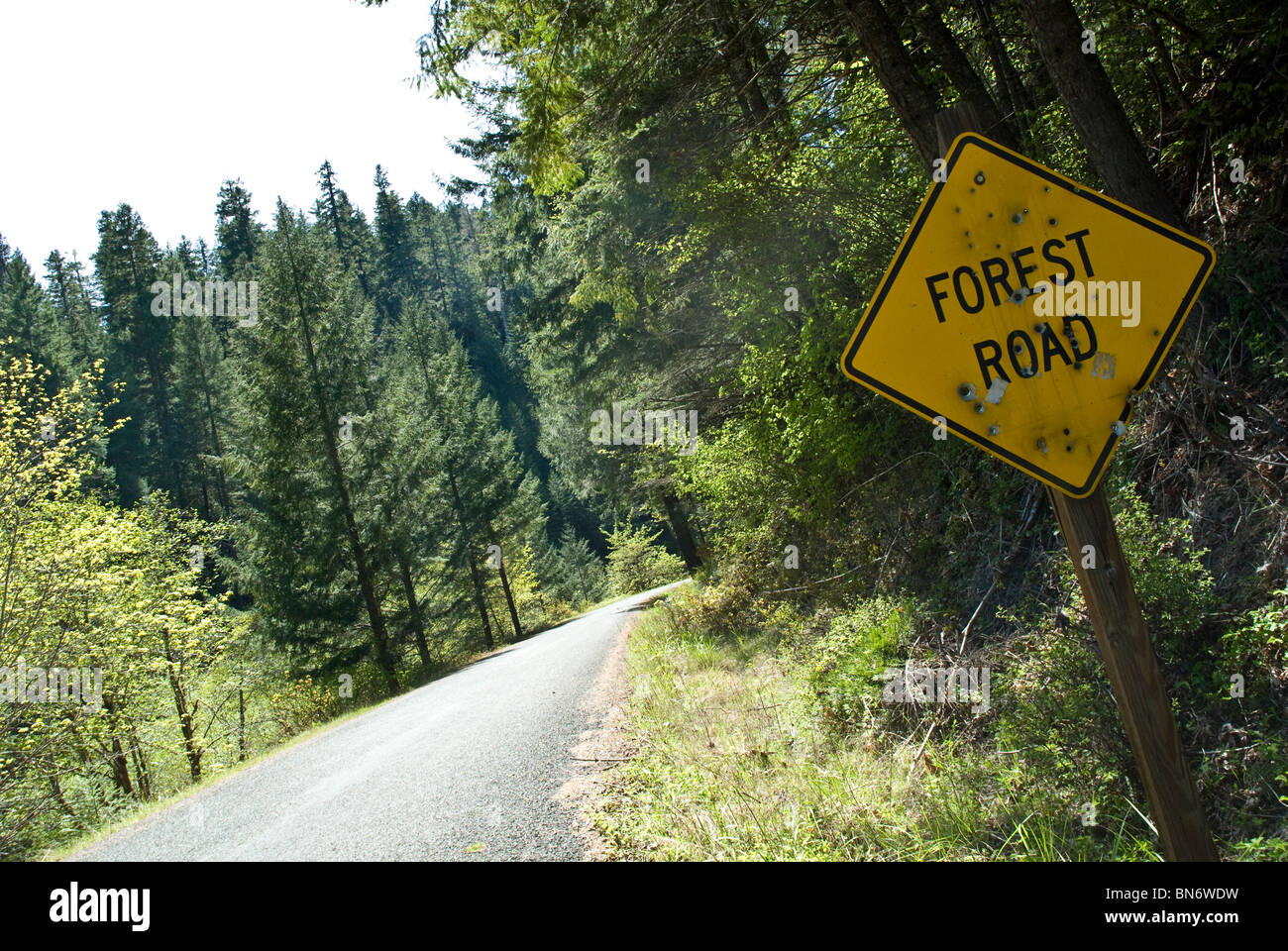 A forest road in Oregon, USA Stock Photo - Alamy