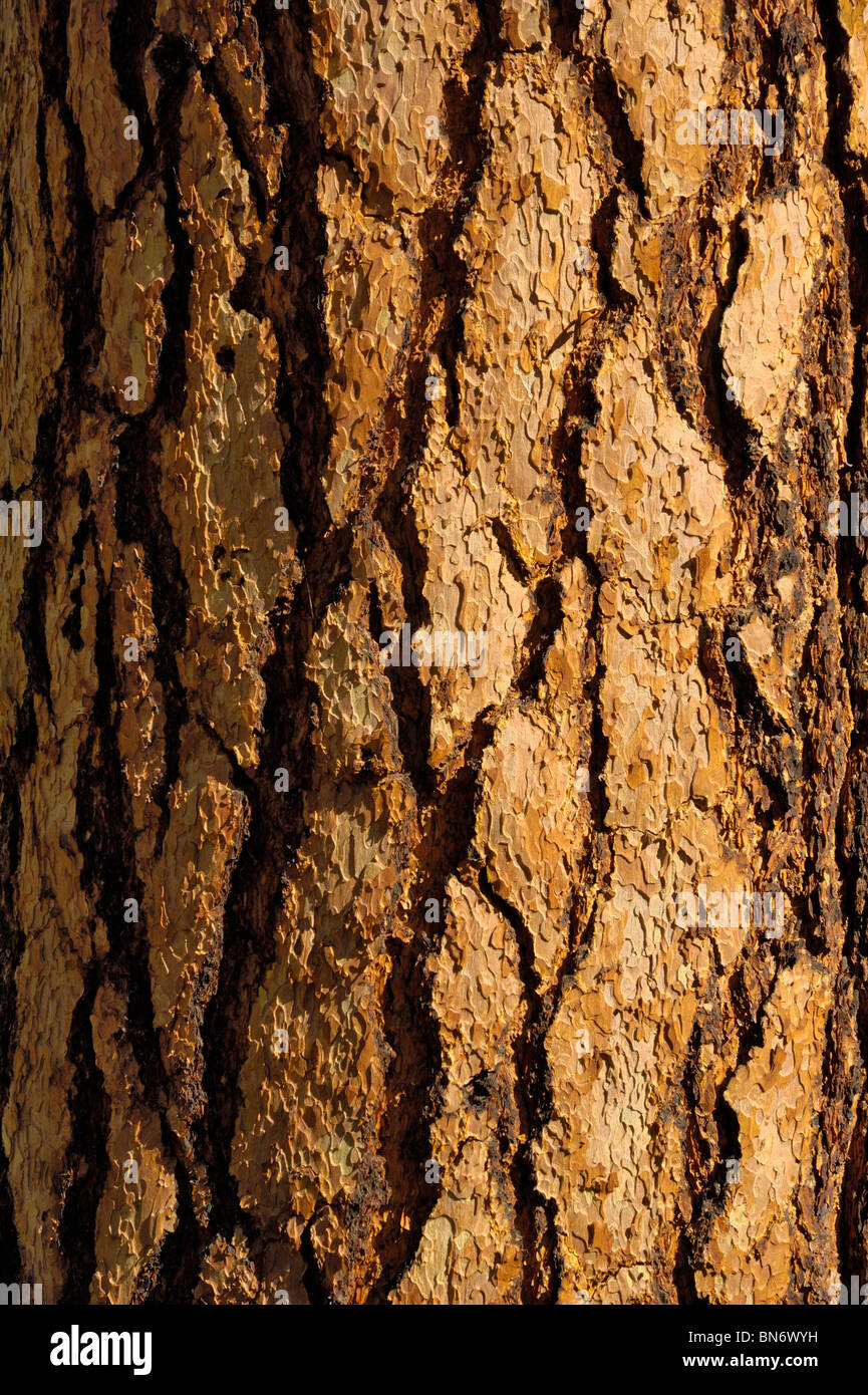 Ponderosa Pine tree, Sawtooth Mountains, Sawtooth Wilderness / Sawtooth ...