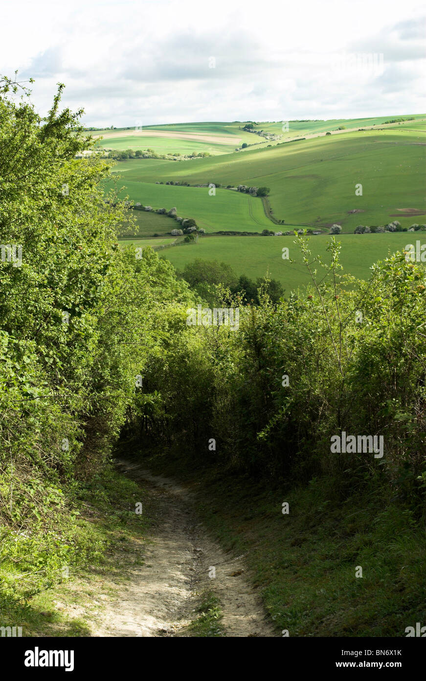 Footpath leading around the ancient iron age hill fort of Cissbury Ring ...